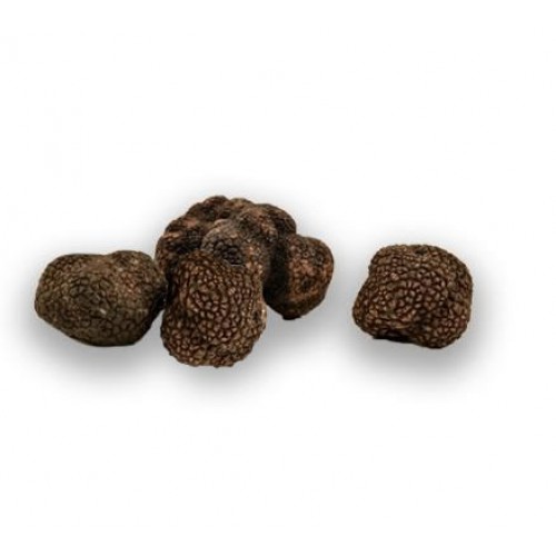 Fresh black Burgundy truffles Uncinatum C-grade